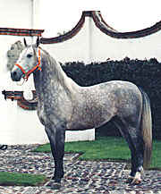 Le cheval aztèque
